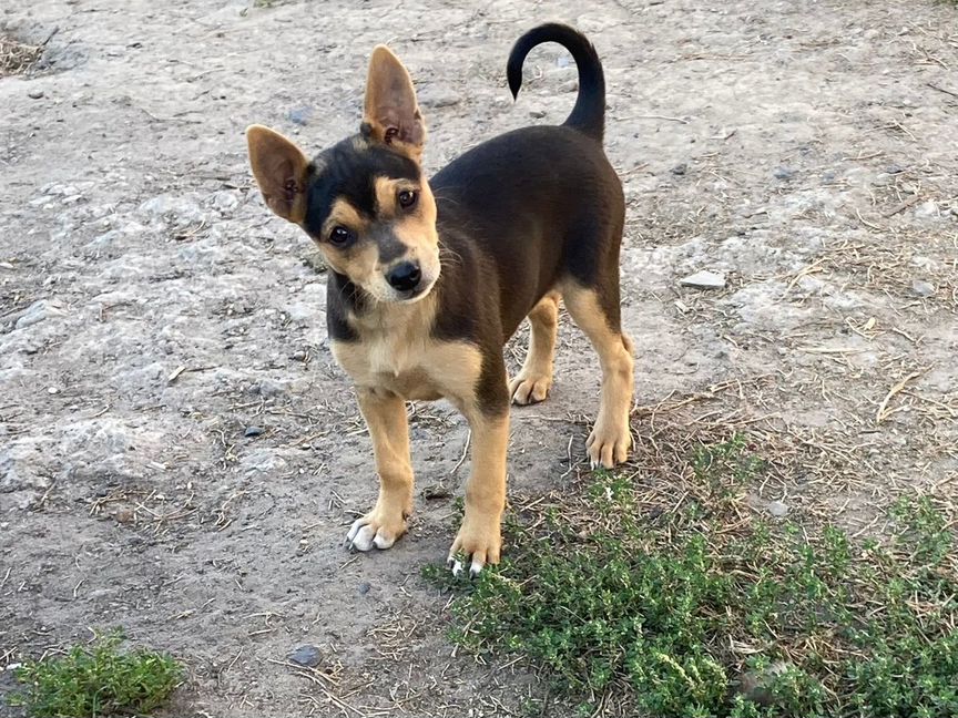 Малышка Челси в поисках дома