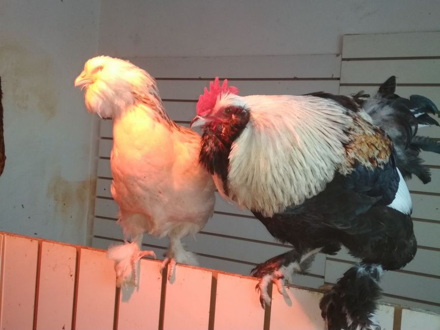 Семья фавейроль