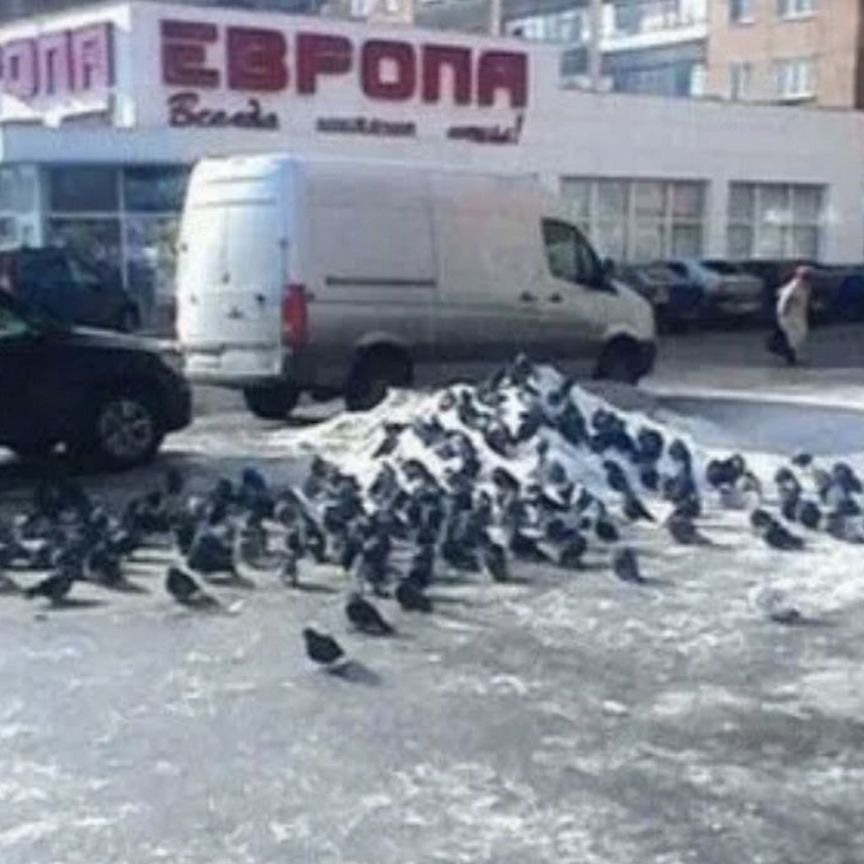 Продам голубей, мелкий опт