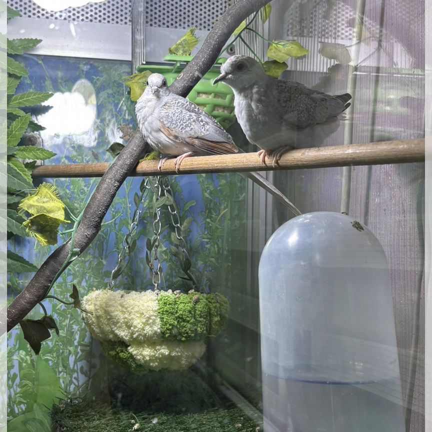 Бриллиантовая горлица