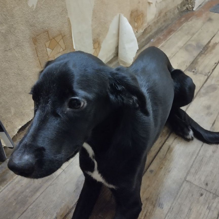 Отдам в добрые руки собаку ему 7 месяцев