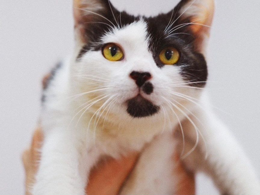 Очень милая кошка Лиза в добрые руки в дар