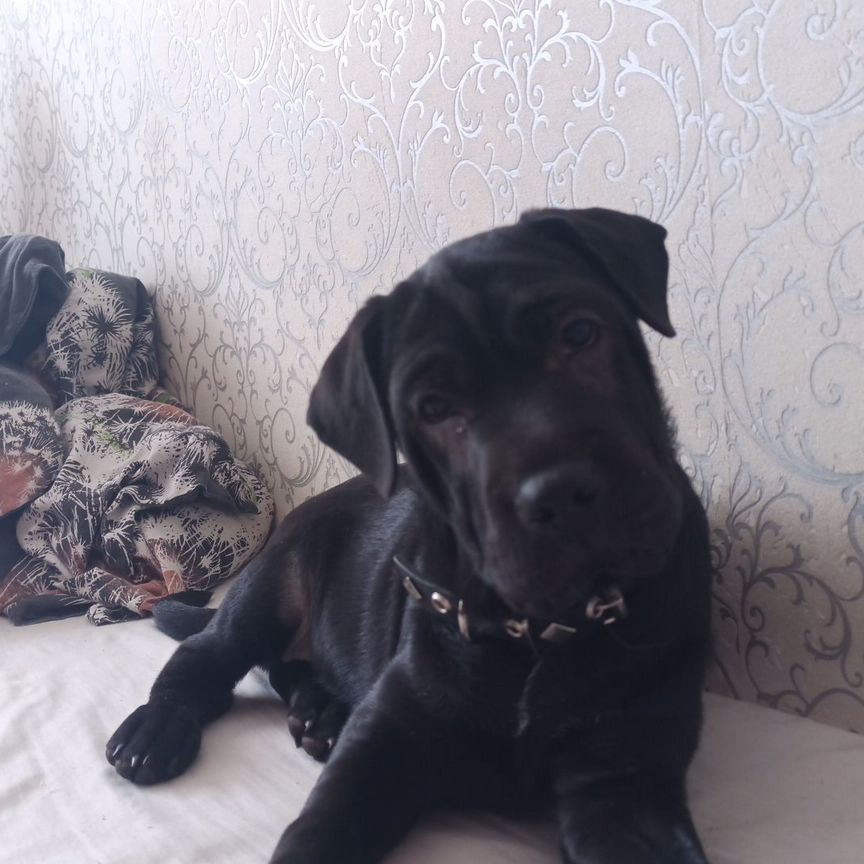 Щенок