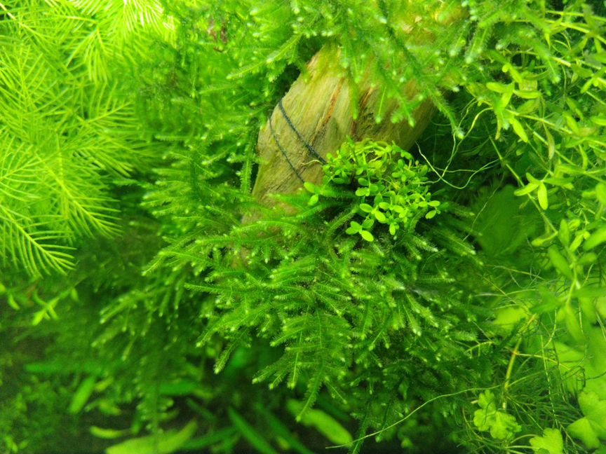 Аквариумные растения