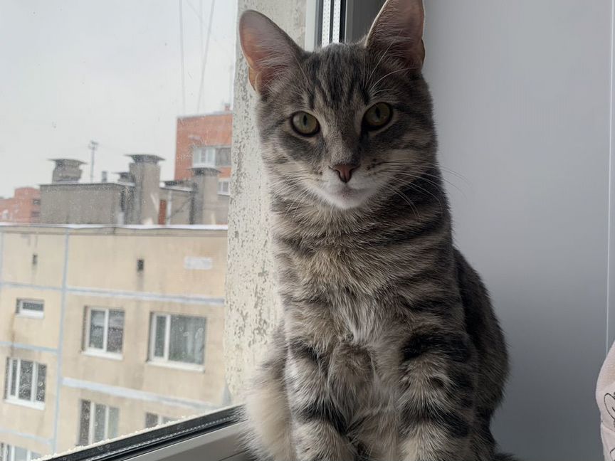 Кот в добрые руки