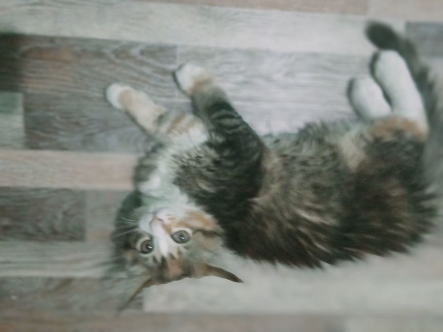 Котята мейн-кун метис