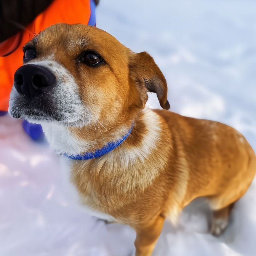 Взрослая собака в добрые руки