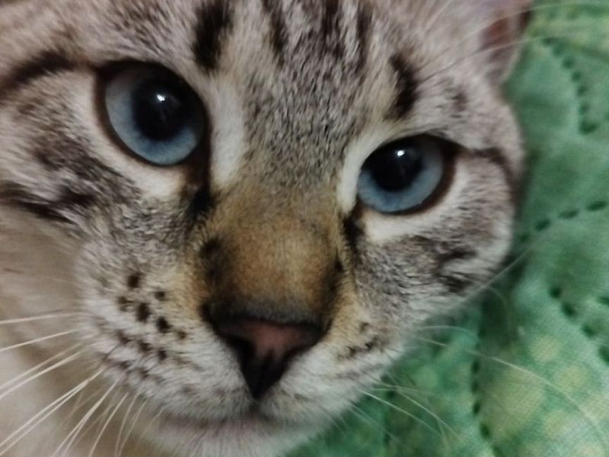 Кошка
