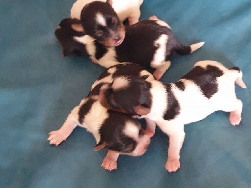 Щенки бивер йорка