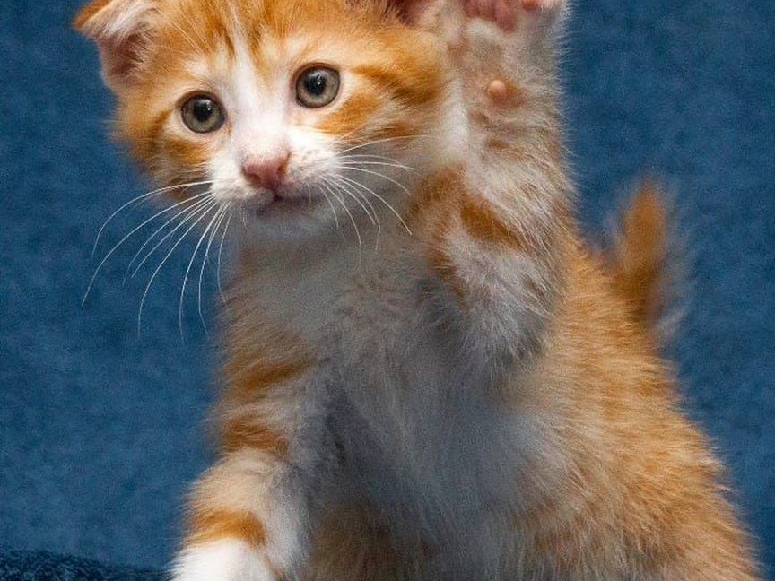 Котенок в добрые руки