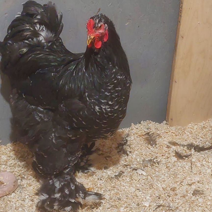 Петух брама