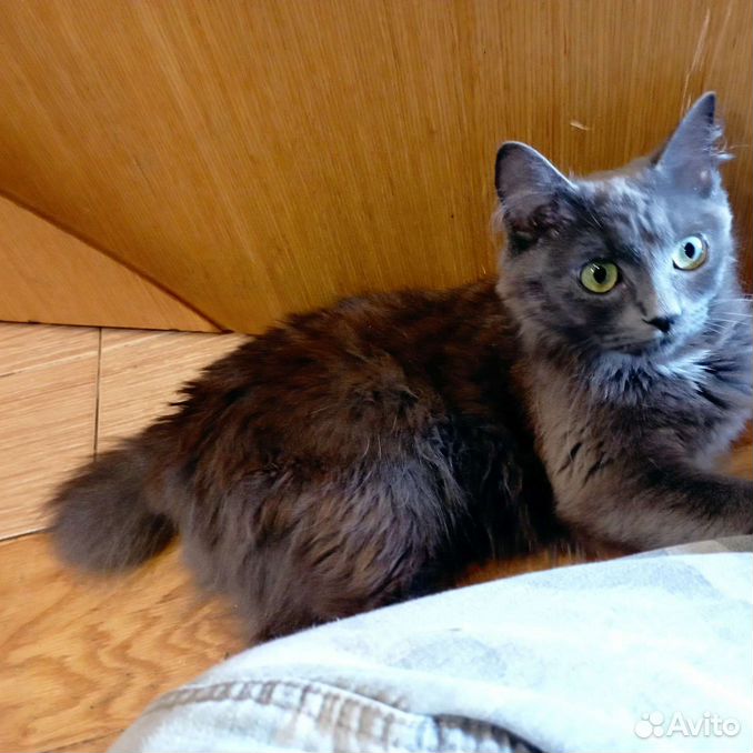 Кошка курильский бобтейл