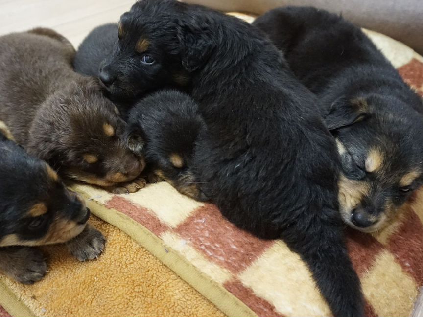 Отдам щенков шоколадного лабородора и немеца