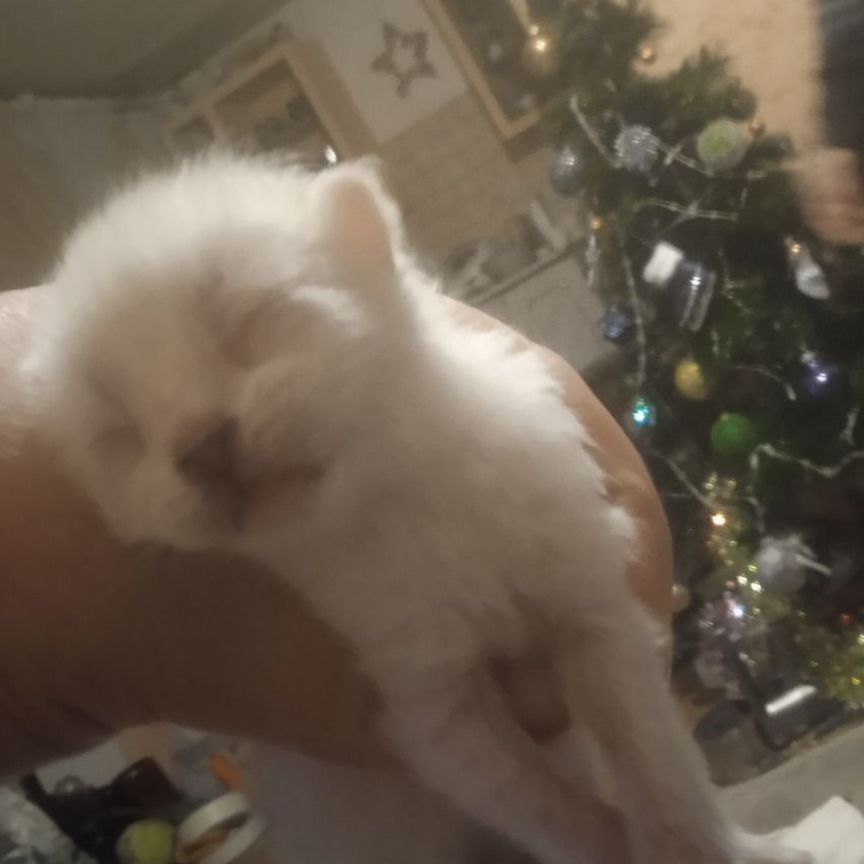 Шотландский вислоухий короткошёрстный котёнок