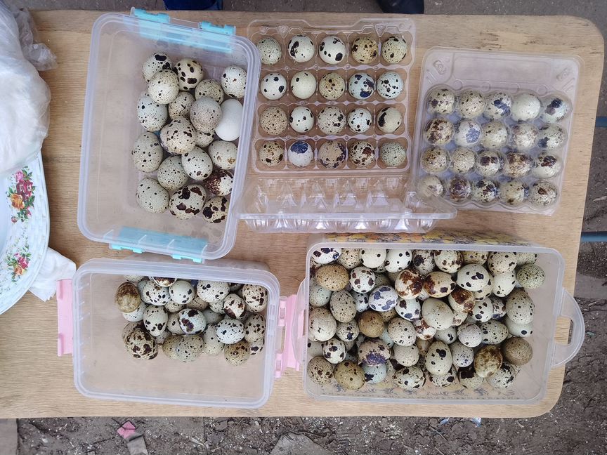 Перепелиные яйца