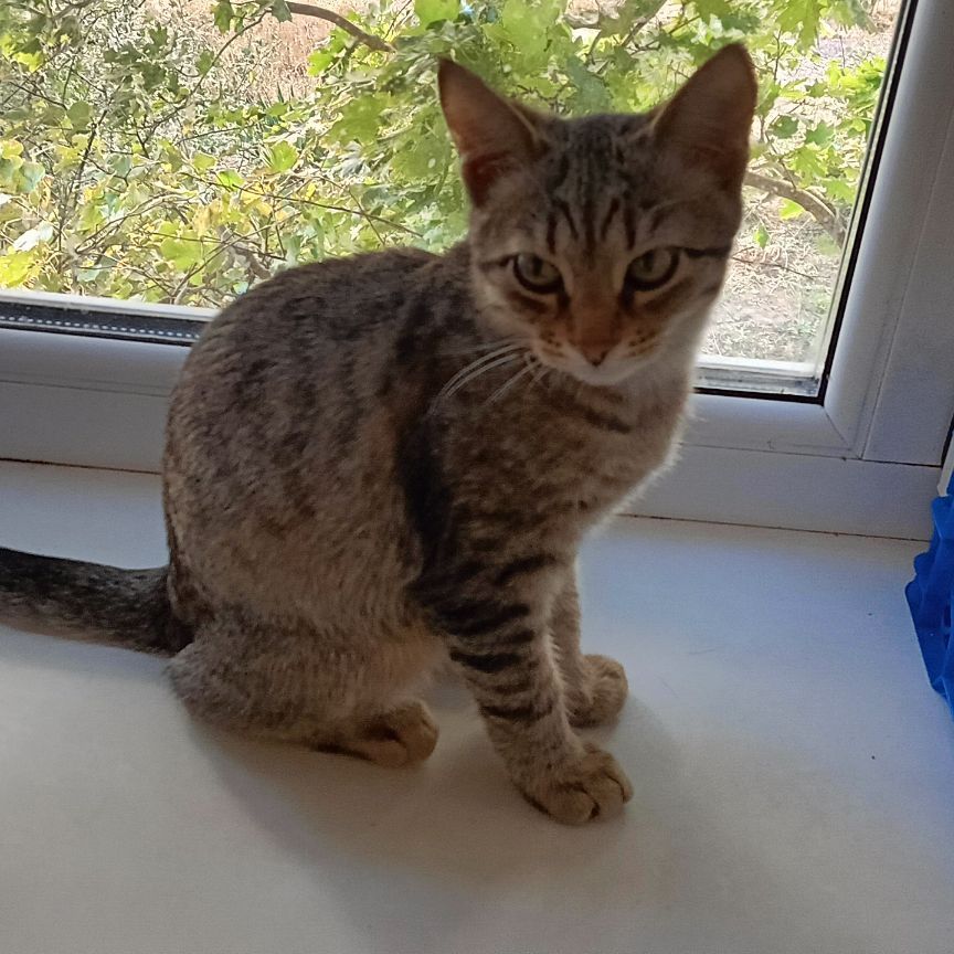 Отдам замурчательного котика