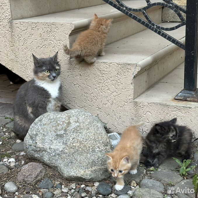 Котята британцы в добрые руки бесплатно