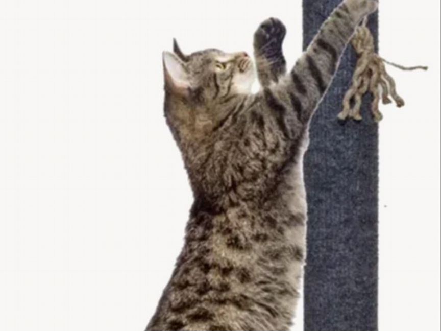 Когтеточка для кошек новая