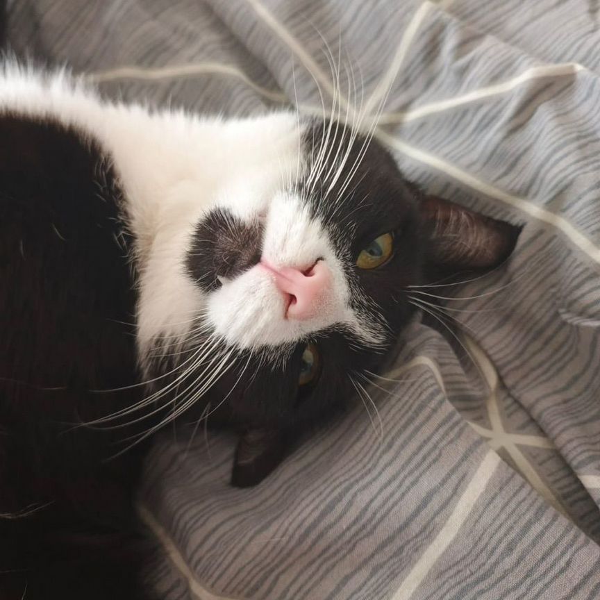 Котик в добрые руки, отдам кота бесплатно