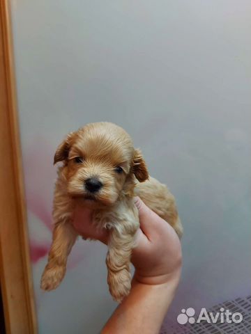 Мальтипу мальчик яркий капучинка