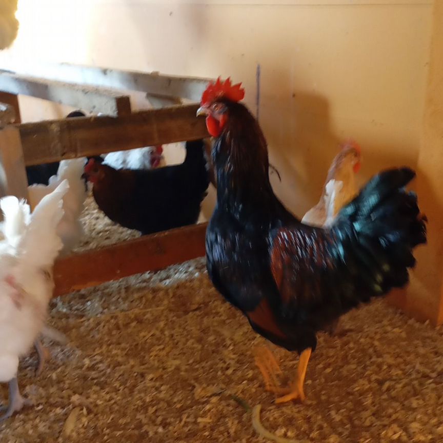 Петухи породы Барневельдер из Голландии