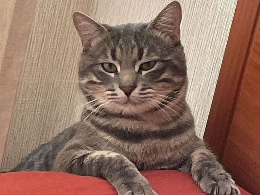 Кот вязка
