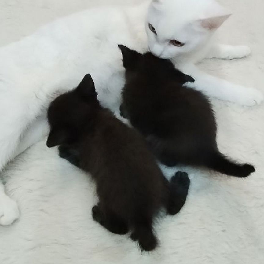 Британский короткошёрстный котёнок