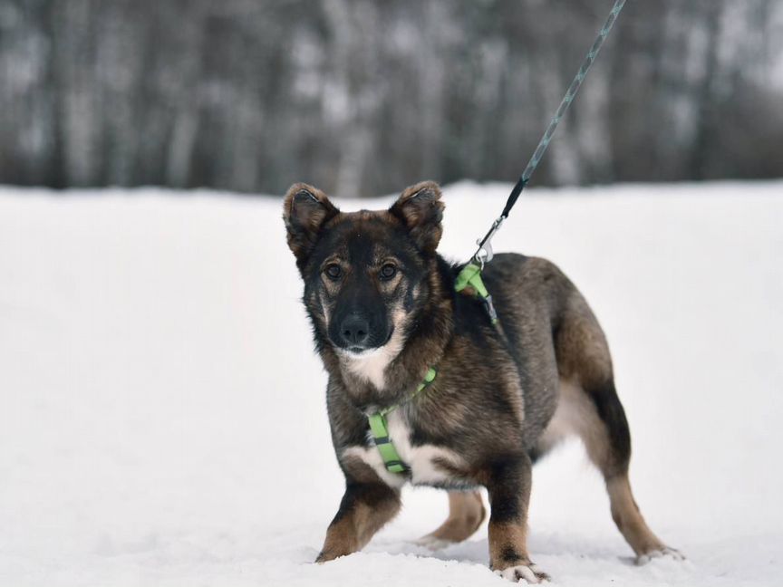 Небольшая робкая и добрая собака из приюта в дар