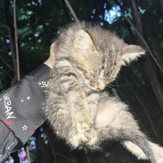 Котенок помогите спасти