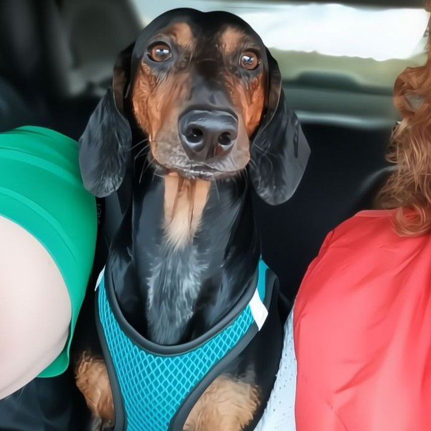 Такса, взрослый пёс