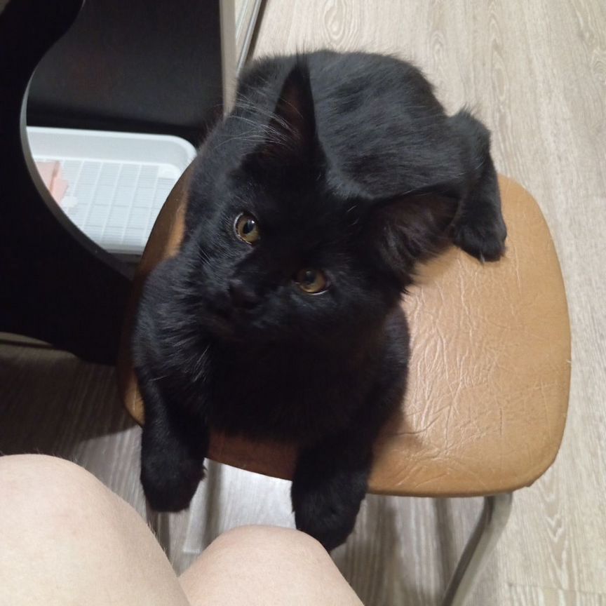 Котик мейкун