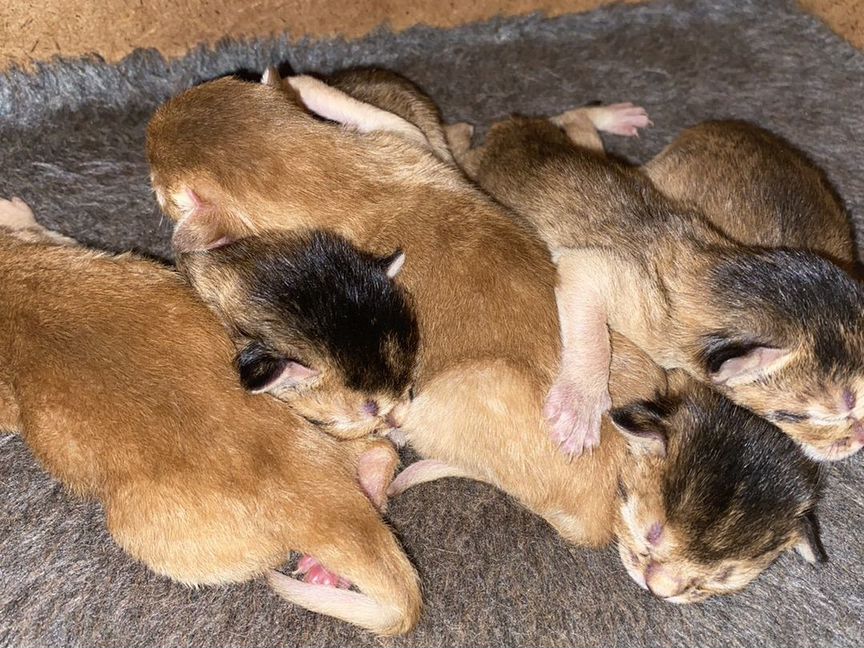 Аббисинские котята сорель/дикий окрас