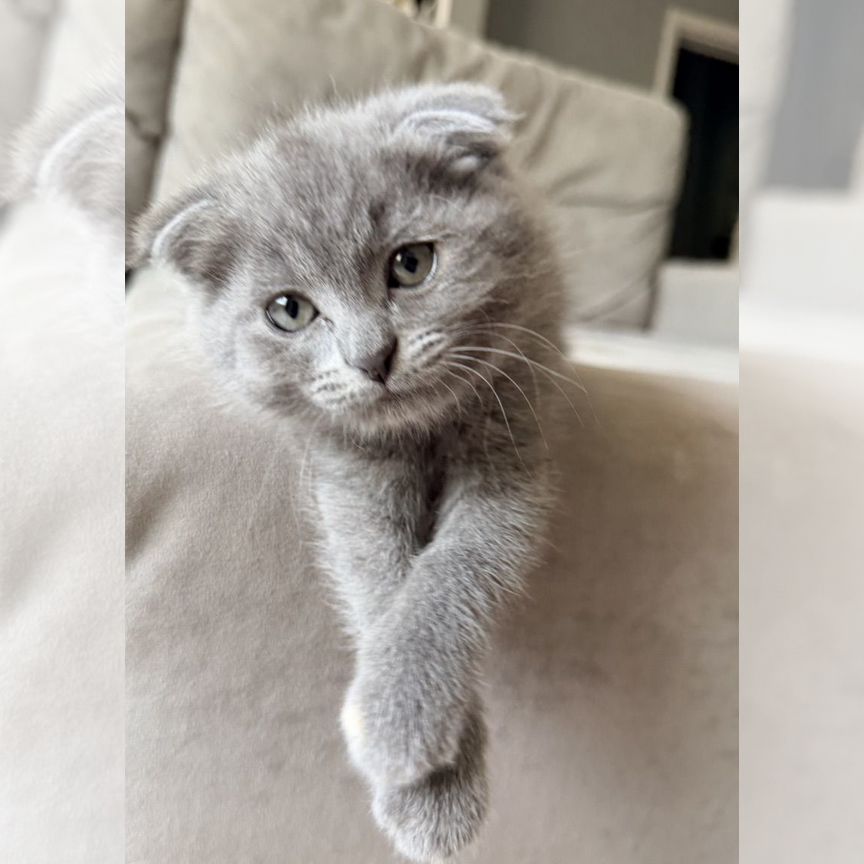 Котёнок от частного владельца