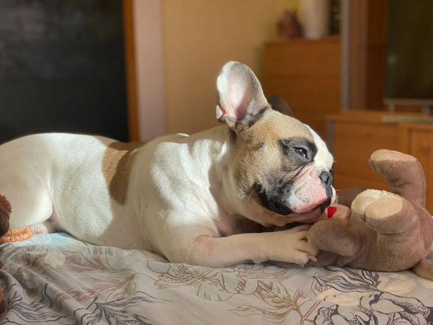 Французский бульдог кабель вязка