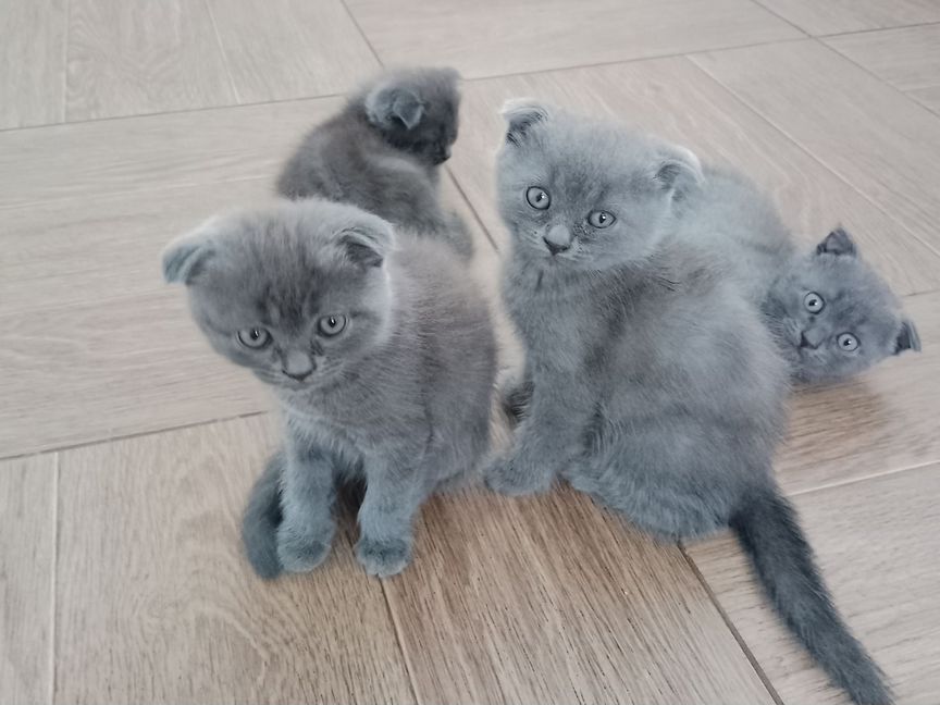 Шотландская