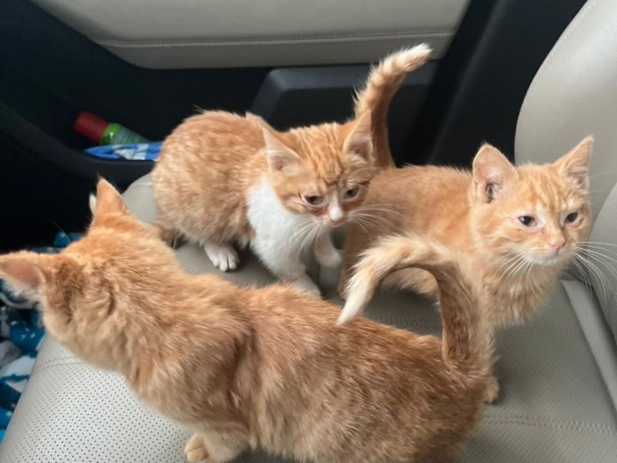 Выкинули котят