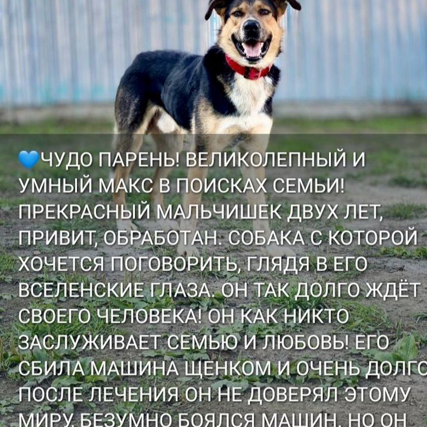 Собака в добрые руки