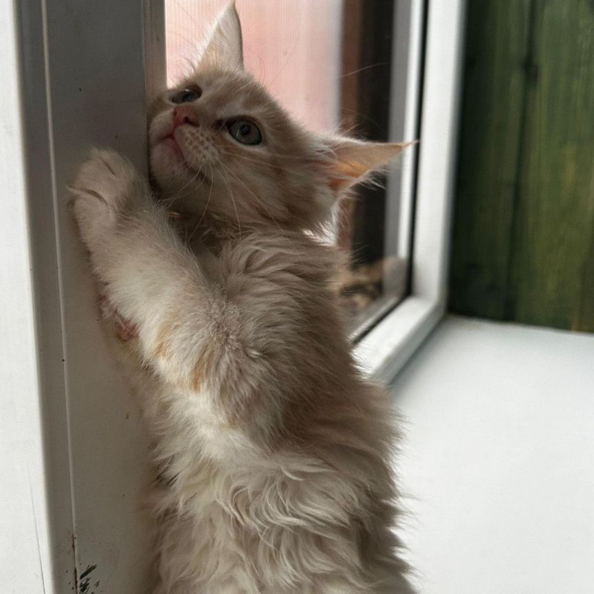 Котятенок девочка мейн-кун