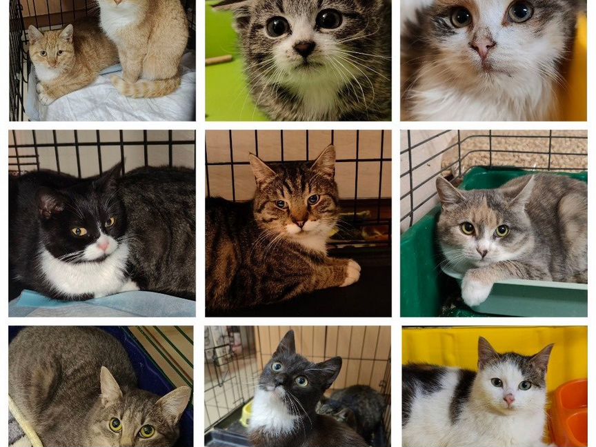 Опять завал подкинутых в клинику животных (видео)