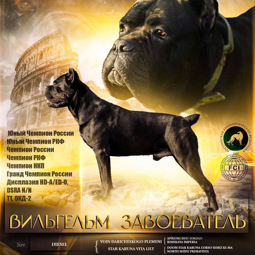 Вязка Итальянский Кане Корсо