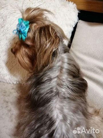 Шоко мерле йорк