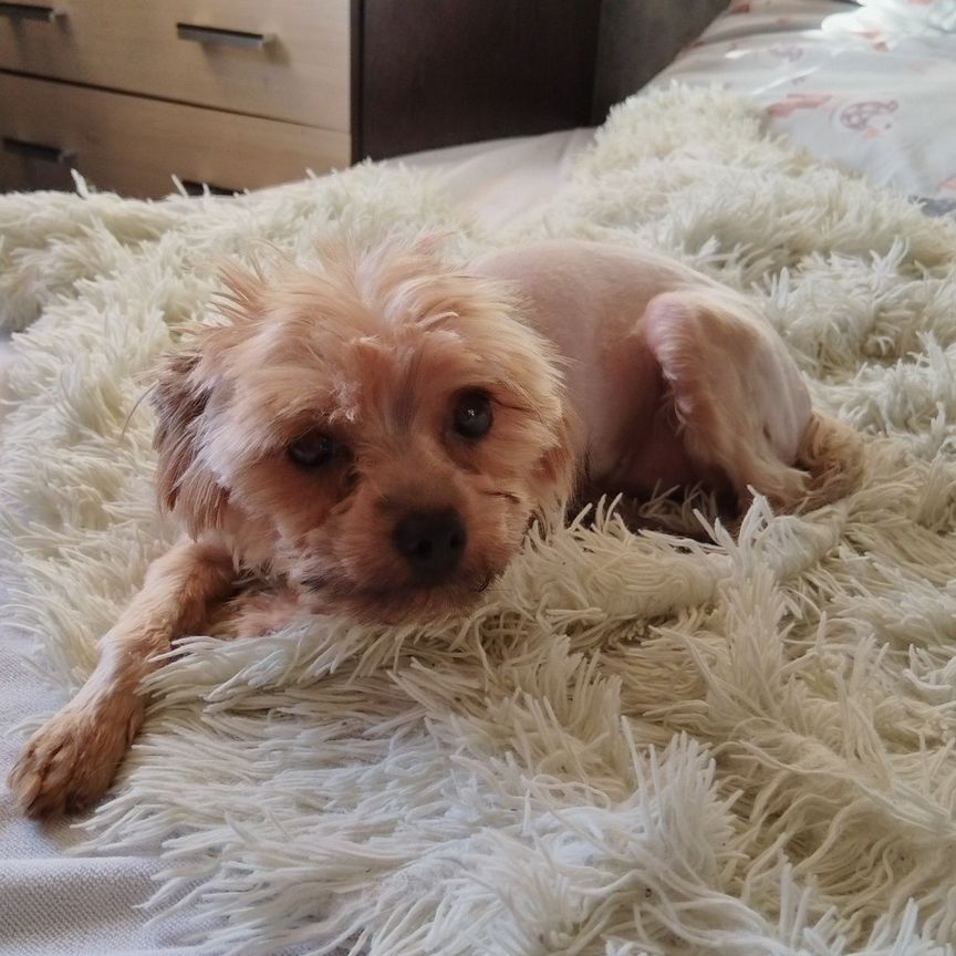 Йоркширский терьер мини девочка