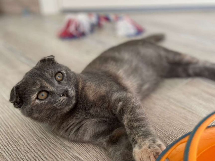 Шотландская вислоухая котёнок - девочка