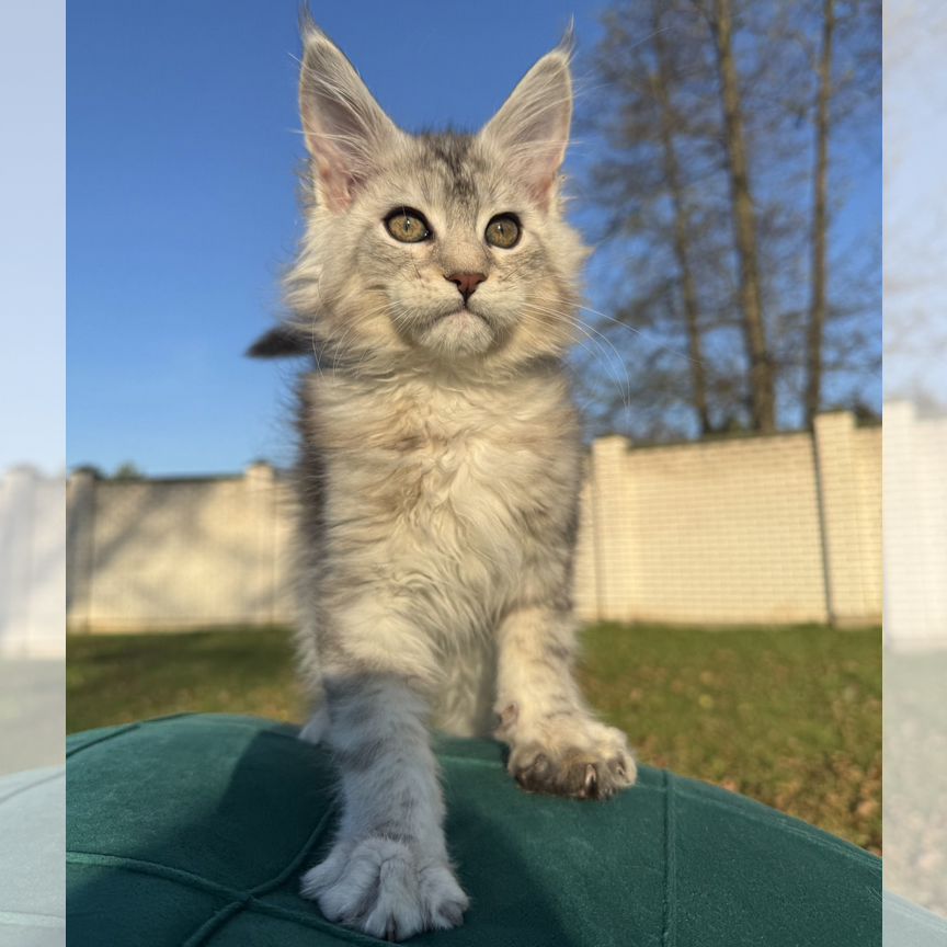 Мейн-кун котёнок