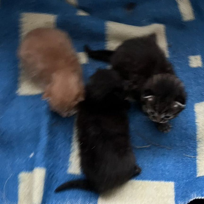 Шотландский вислоухий короткошёрстный котёнок