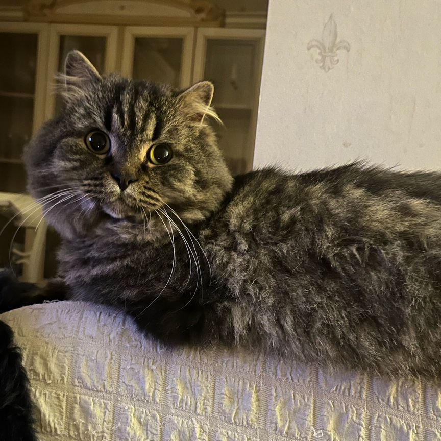 Сибирский кот, взрослый