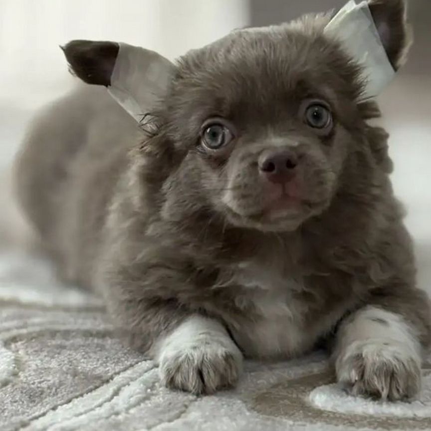 Чихуахуа, щенок