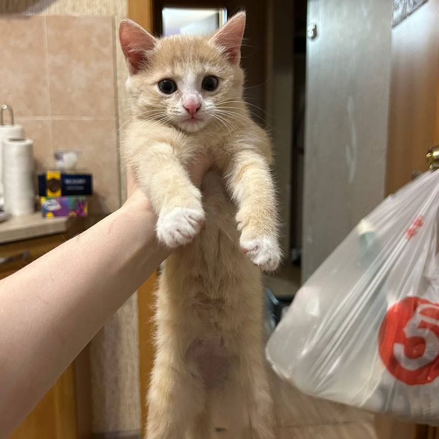 Котёнок в добрые руки