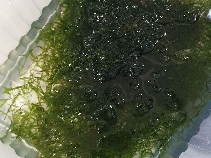 Мох для аквариума