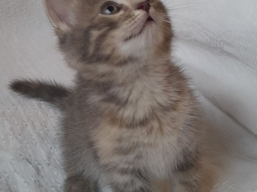 Кошка